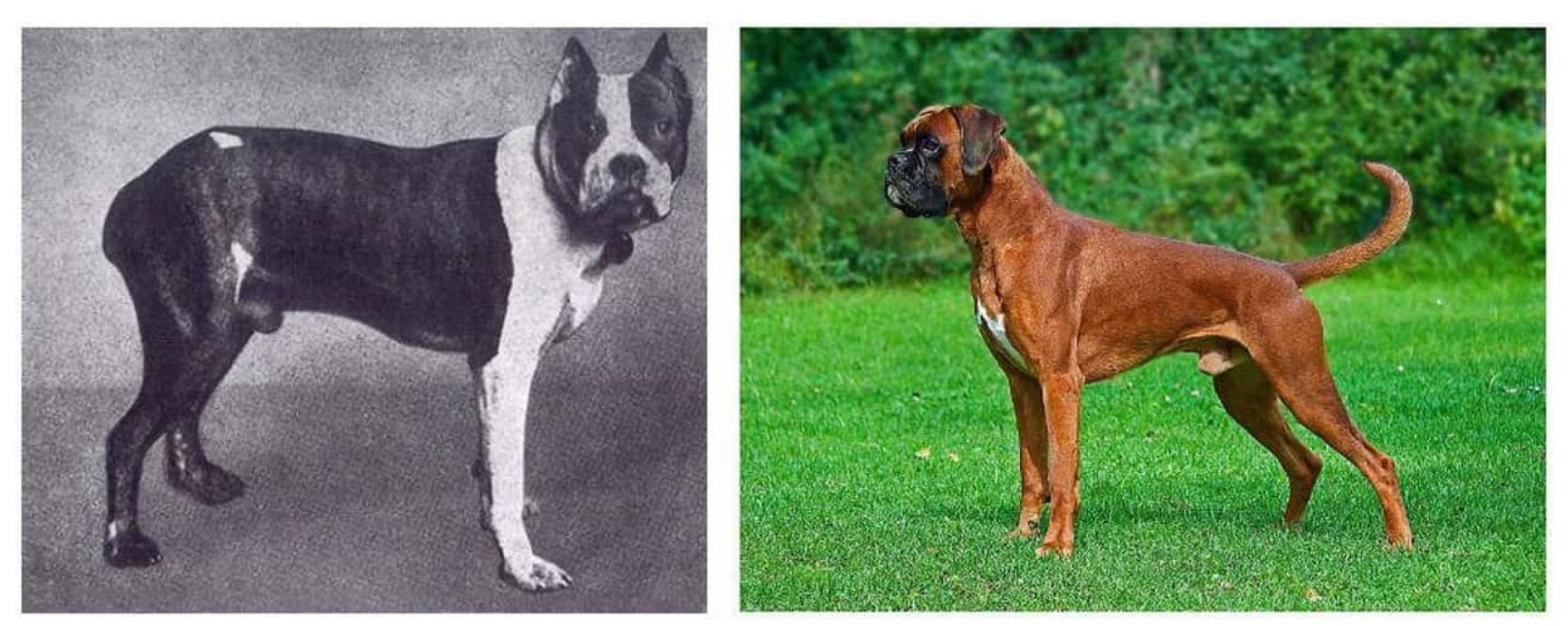 How Dog Breeds Looked 100 Years Ago Vs Today