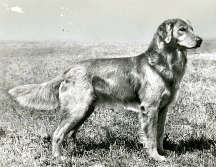 How Dog Breeds Looked 100 Years Ago Vs Today