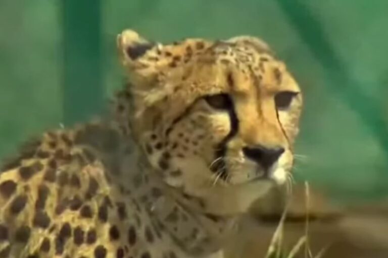 Cheetahs Return To India After 70 Years: PM Modi Releases 8 Cheetahs in ...