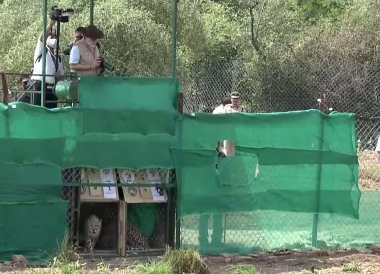 Cheetahs Return To India After 70 Years: PM Modi Releases 8 Cheetahs in ...