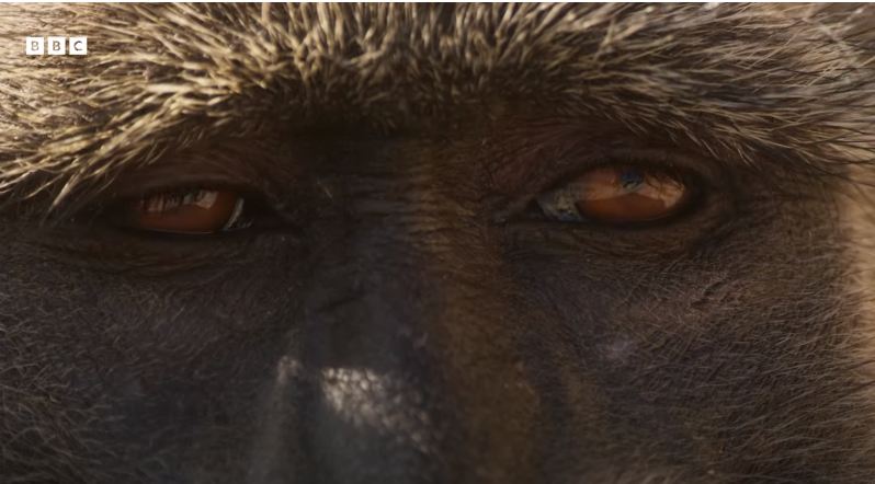 Planet Earth 3 Release Date: 3D Map, Netflix, Streaming, Trailer ...