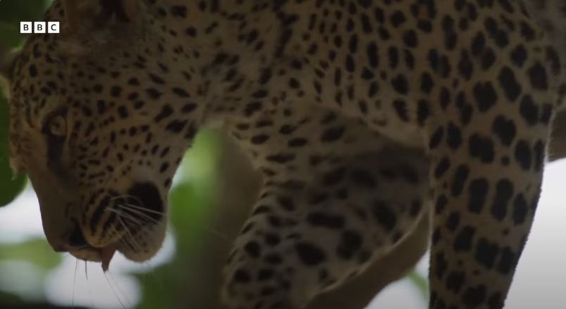 Planet Earth 3 Release Date: 3D Map, Netflix, Streaming, Trailer ...