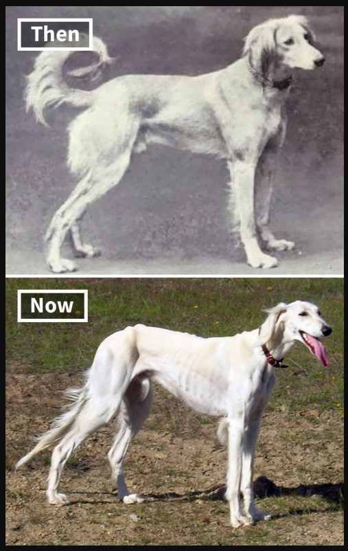 How Dog Breeds Looked 100 Years Ago Vs Today